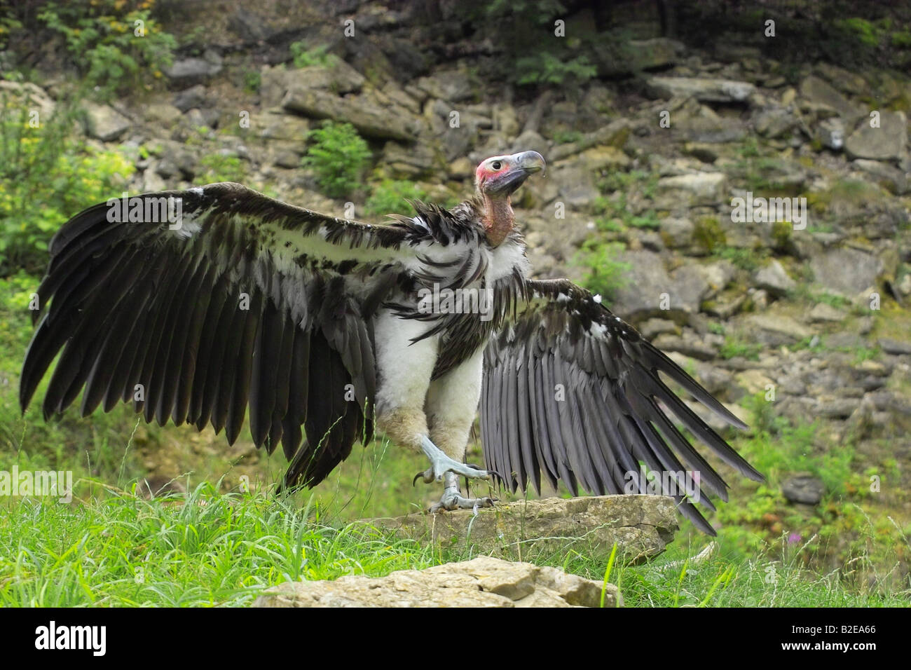Vulture spreading its wings in field, Germany Stock Photo - Alamy