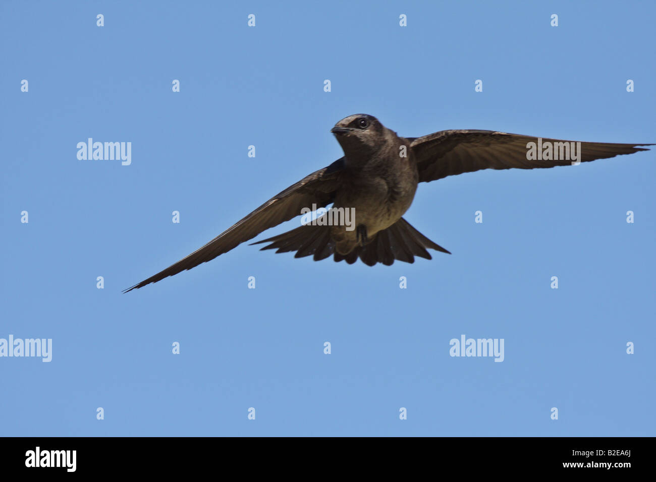 Purple Martin in flight Stock Photo - Alamy