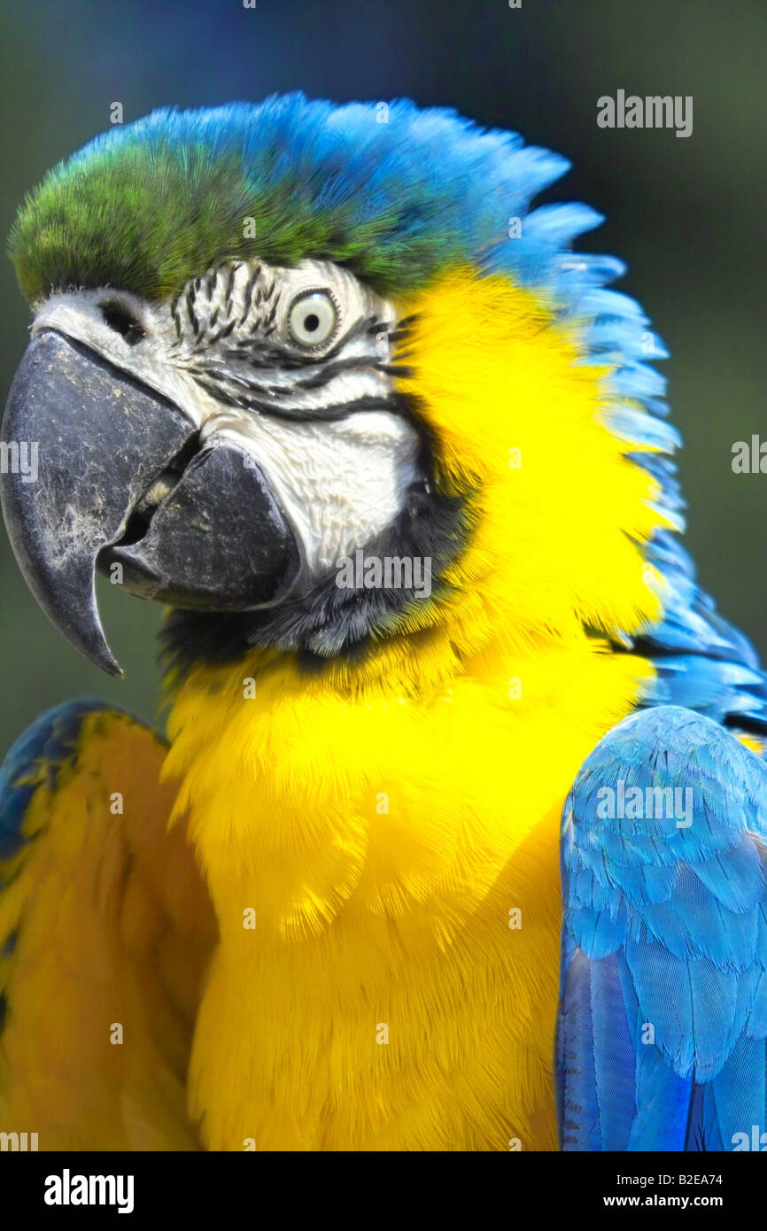 Parrot head photos hi-res stock photography and images - Alamy
