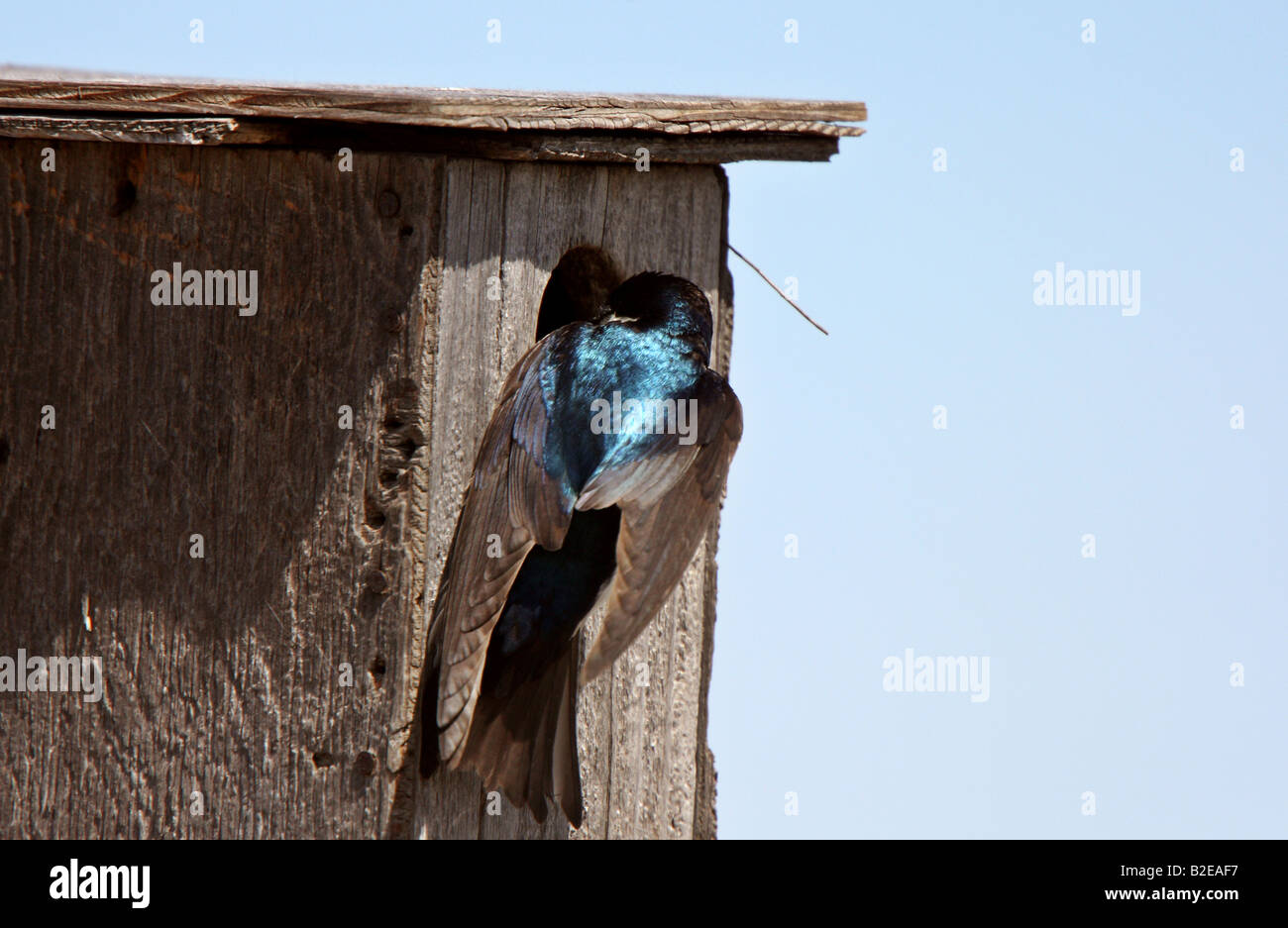 Poking a bird hi-res stock photography and images - Alamy