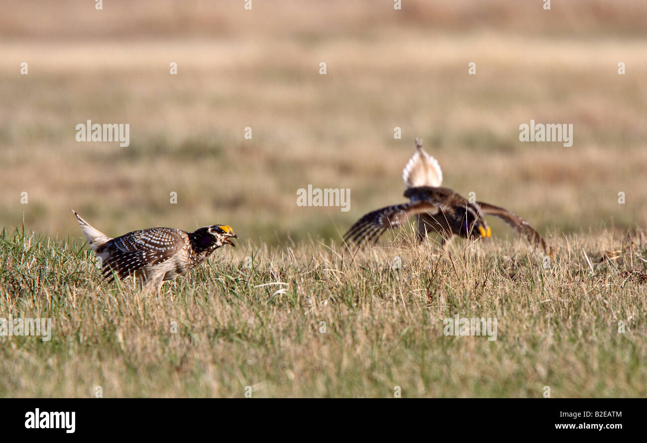 Sharp tailed Grouse at Lek finding dominate male Stock Photo - Alamy