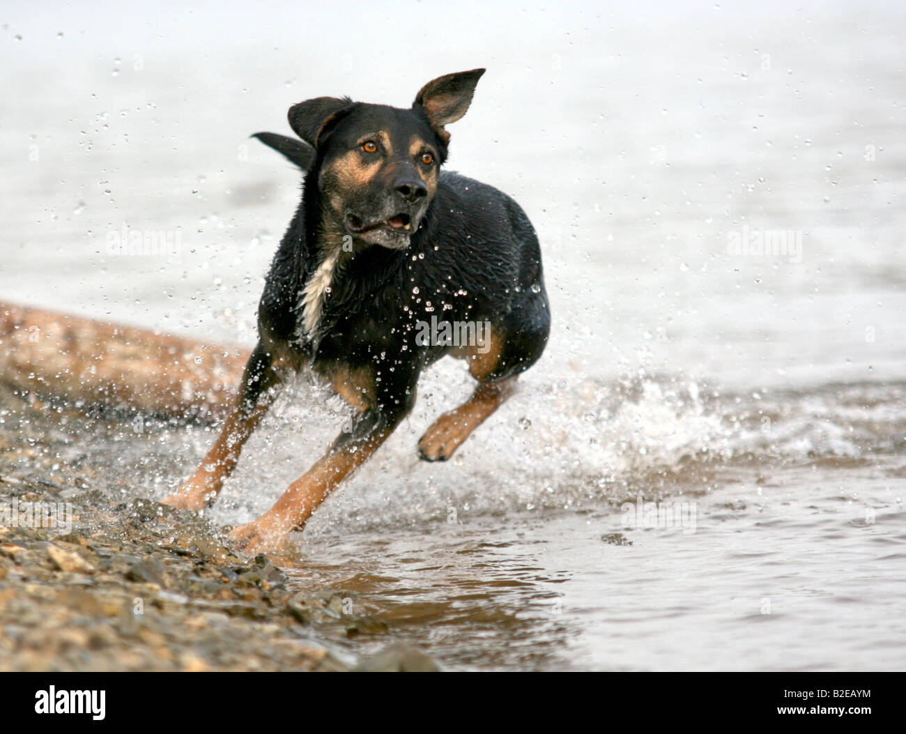 Dog running at riverbank Stock Photo - Alamy
