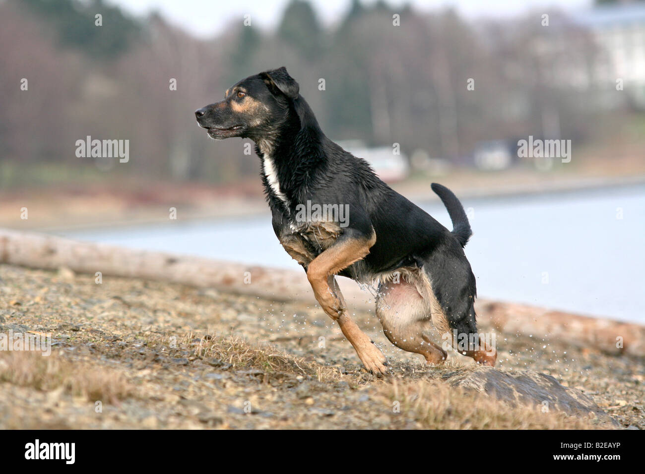 Dog running at riverbank Stock Photo - Alamy