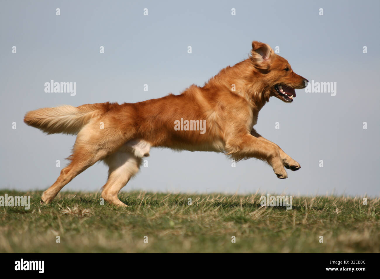 Golden retriever running hi-res stock photography and images - Alamy