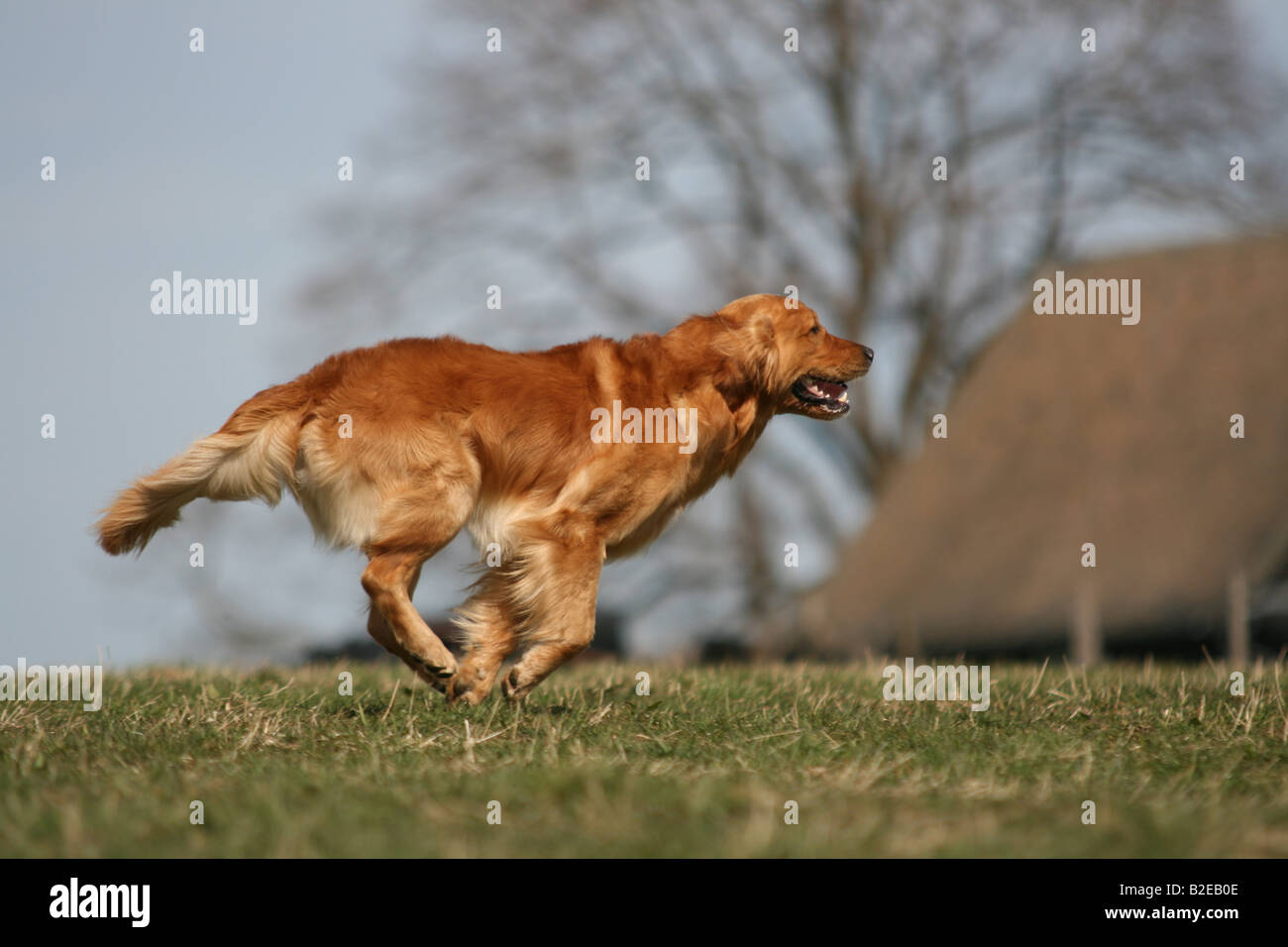 Golden Retriever Running Side View