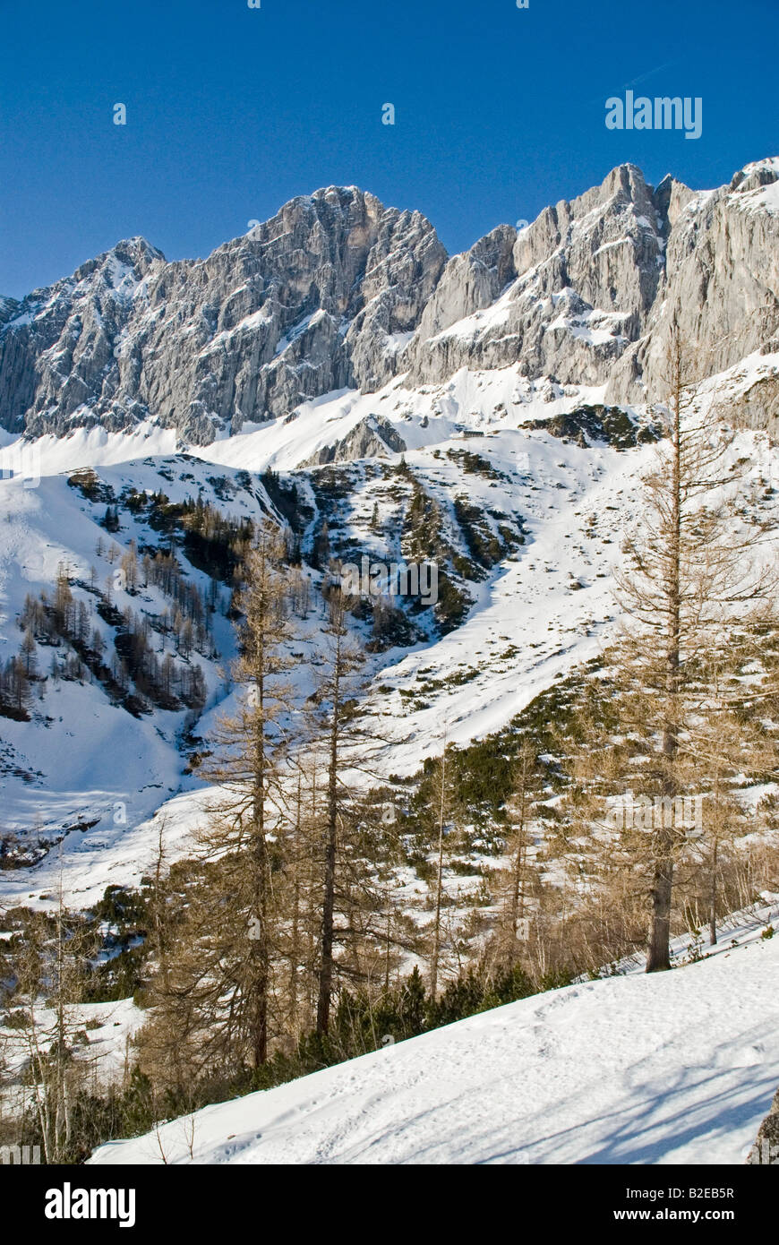 Trees on mountain, Dachstein Mountains, Ramsau am Dachstein, Liezen ...