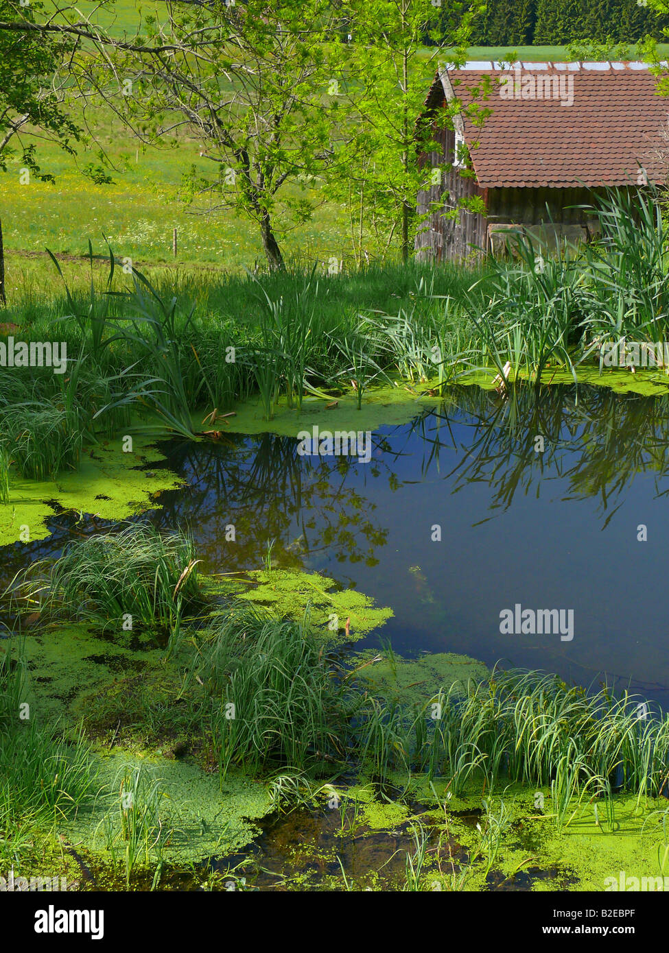 Black forest hut hi-res stock photography and images - Alamy