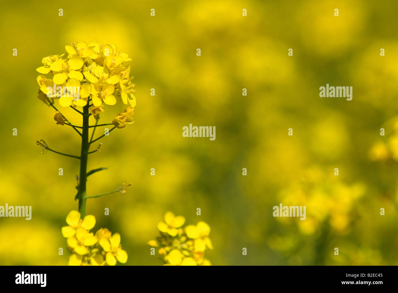 Yellow flowering rapeseed also known as canola in Canyon County Idaho ...
