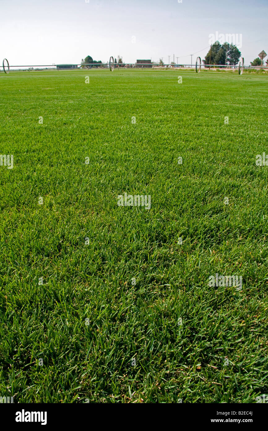 Sod farm in Canyon County Idaho Stock Photo - Alamy