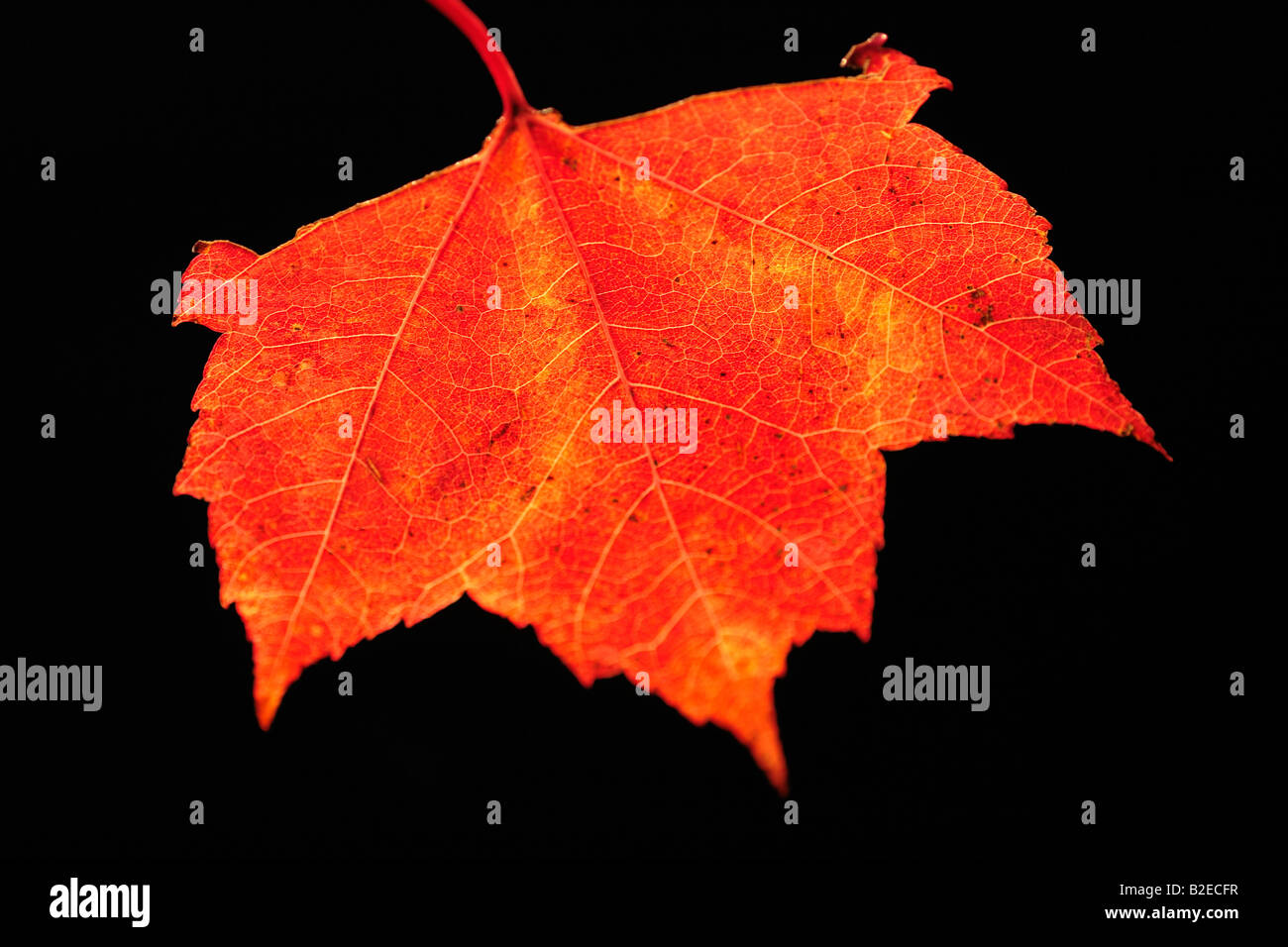 Red maple leaf hi-res stock photography and images - Alamy
