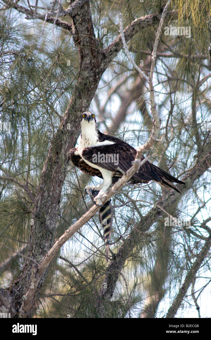 Sheepshead fish hi-res stock photography and images - Alamy