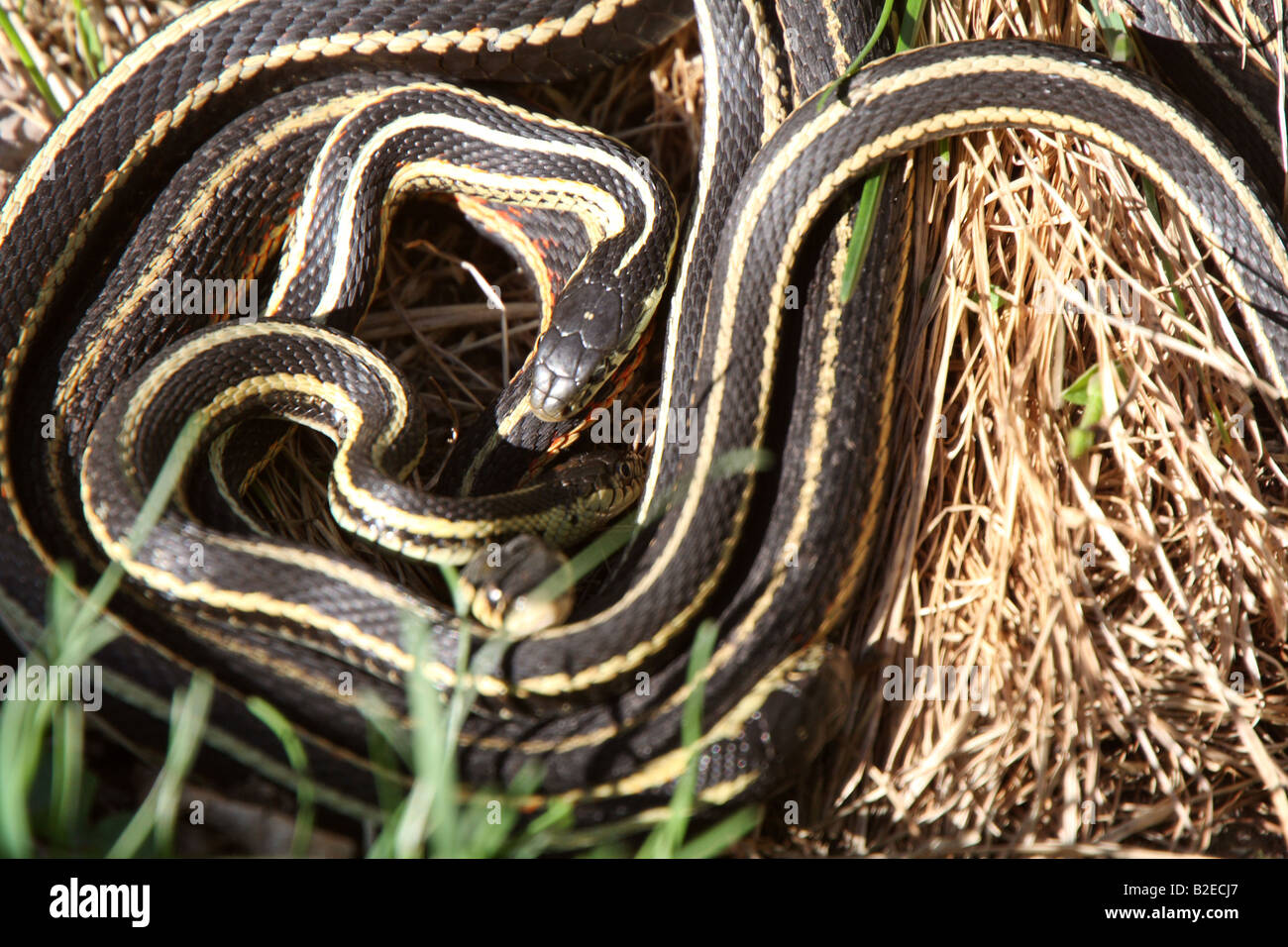 Snakes mating hi-res stock photography and images - Alamy