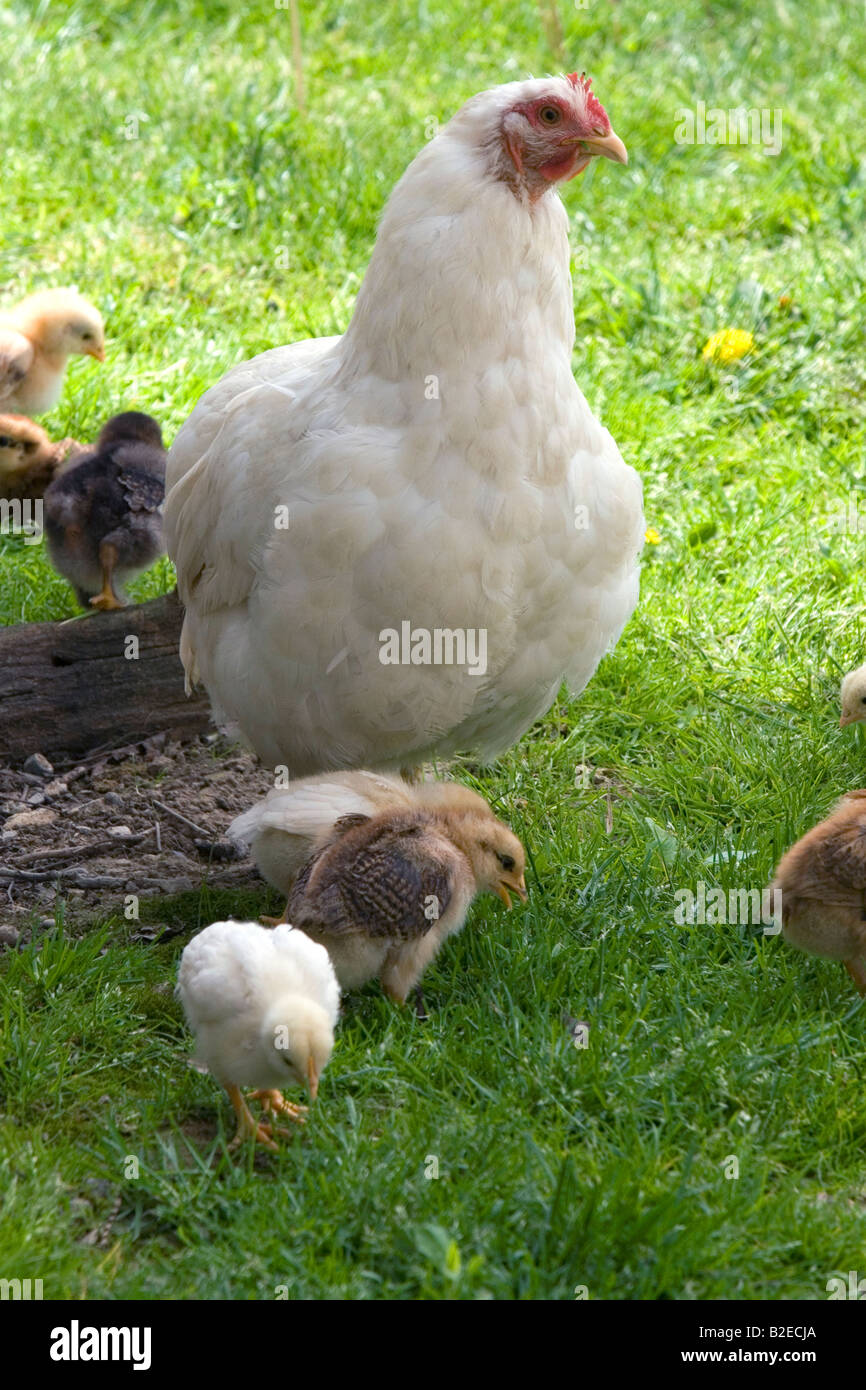 Chickens hi-res stock photography and images - Alamy