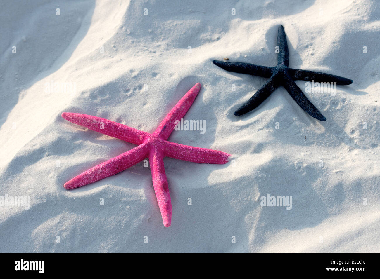 Starfish hi-res stock photography and images - Alamy
