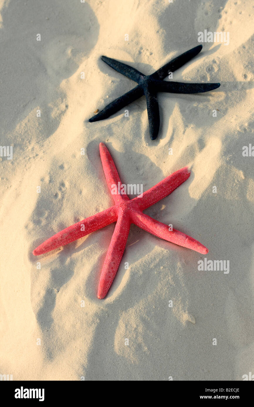 two starfish on a beach in florida usa Stock Photo - Alamy