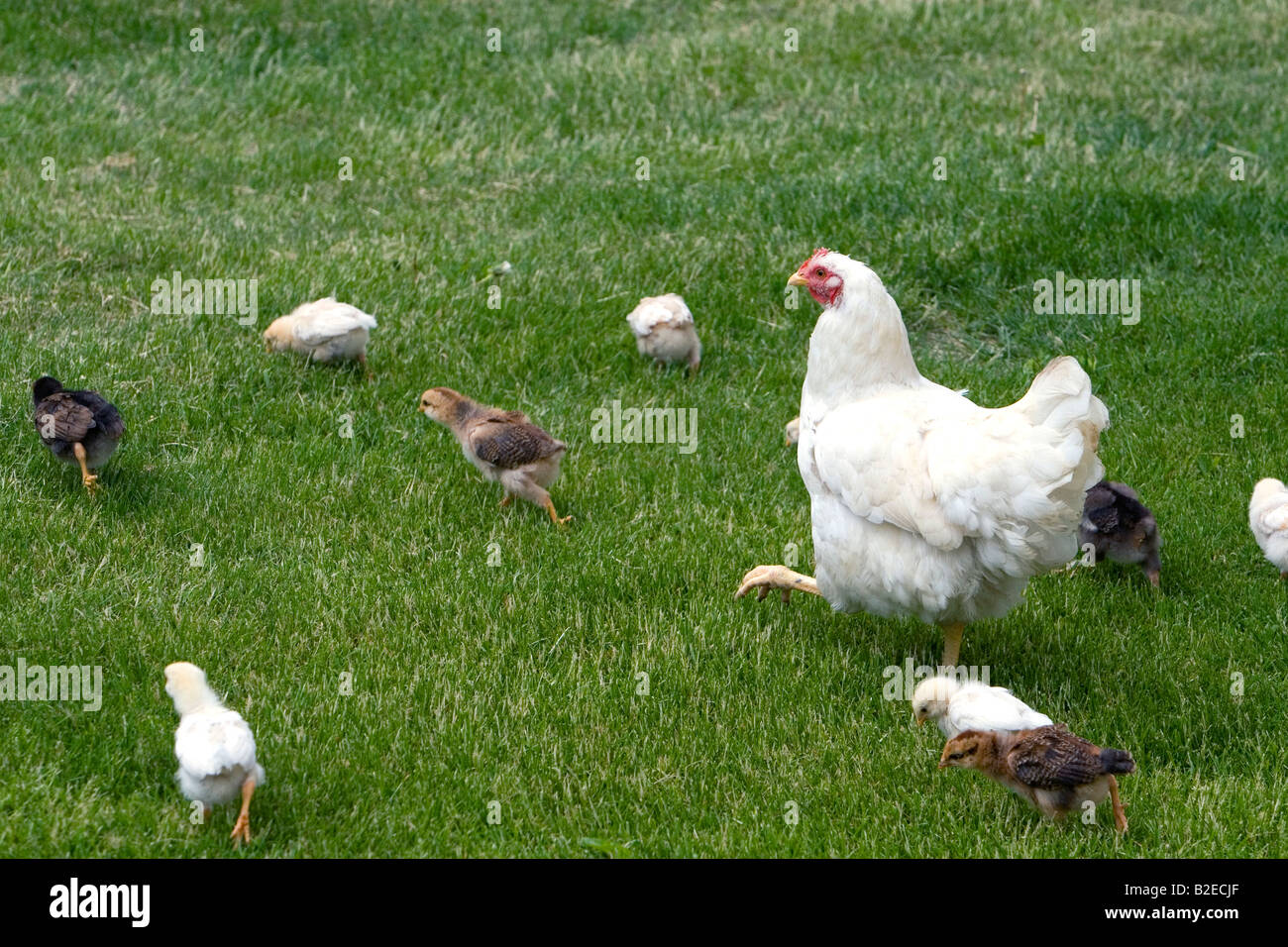 Baby chicks and hen usa hi-res stock photography and images - Alamy