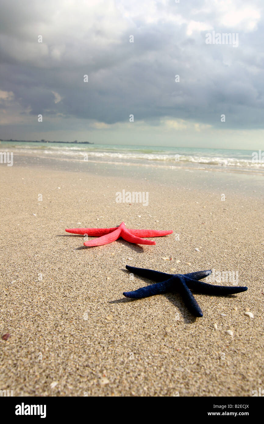 two starfish on a beach in florida usa on the gulf coast Stock Photo ...
