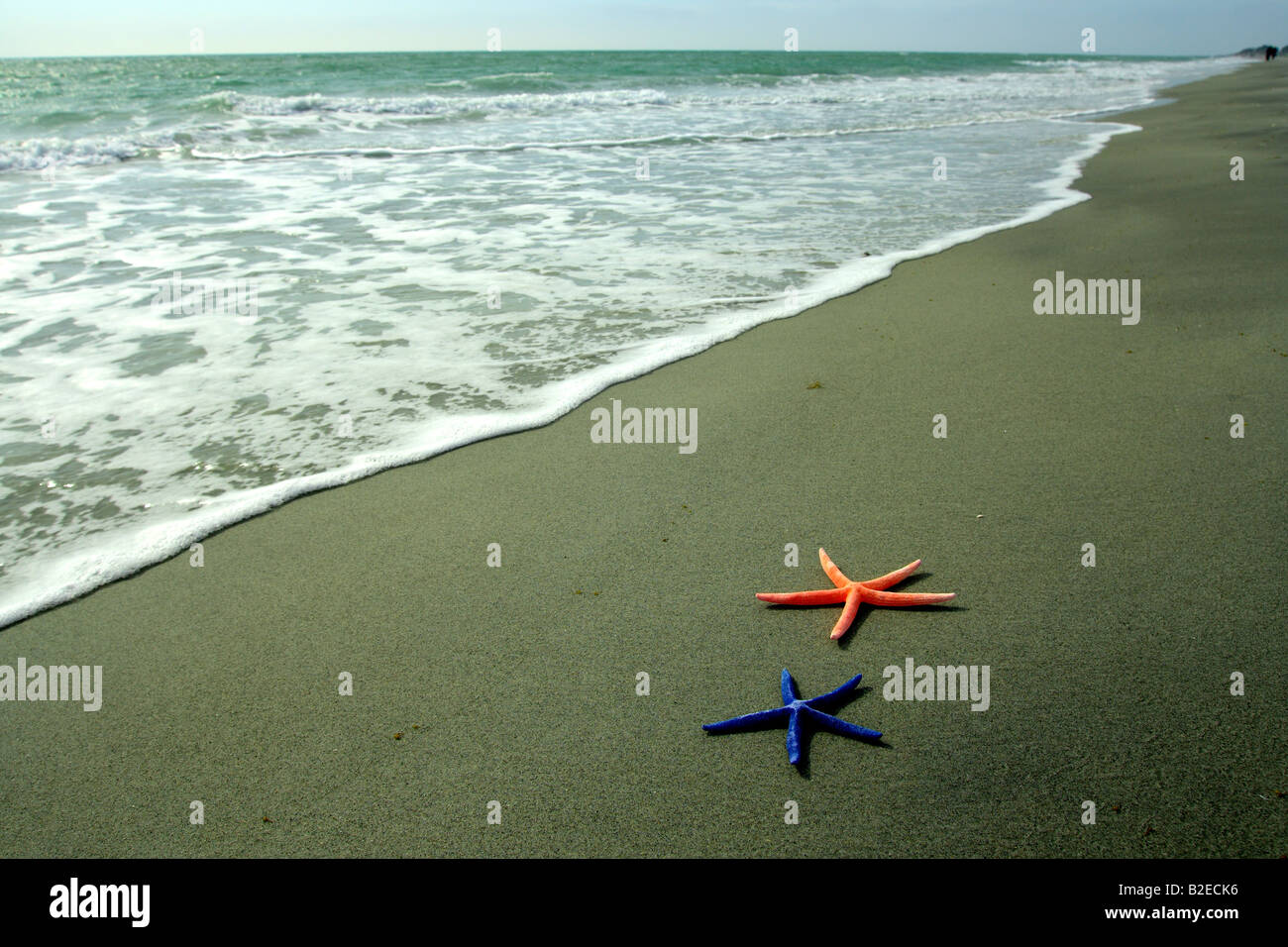 two starfish on a beach in florida usa Stock Photo - Alamy