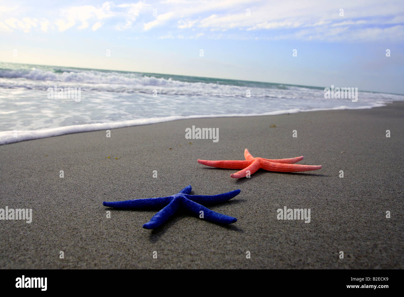 two starfish on a beach in florida usa Stock Photo - Alamy