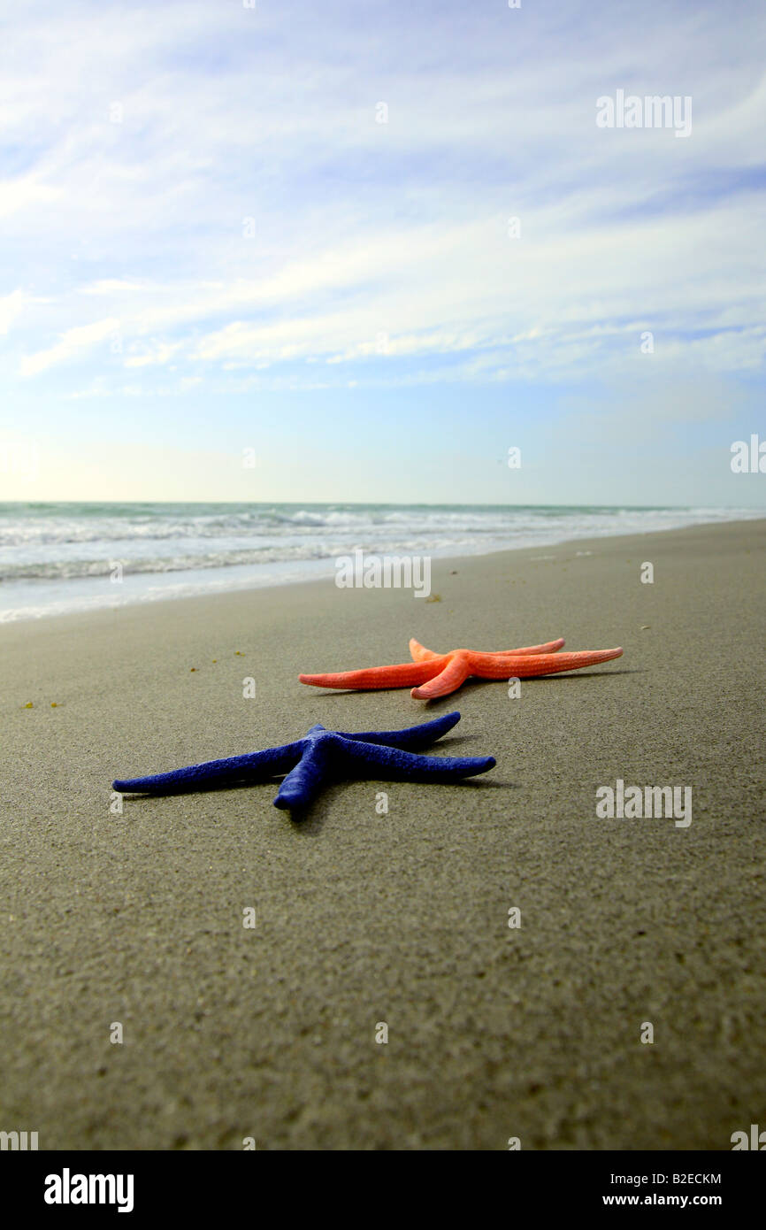 two starfish on a beach in florida usa Stock Photo - Alamy