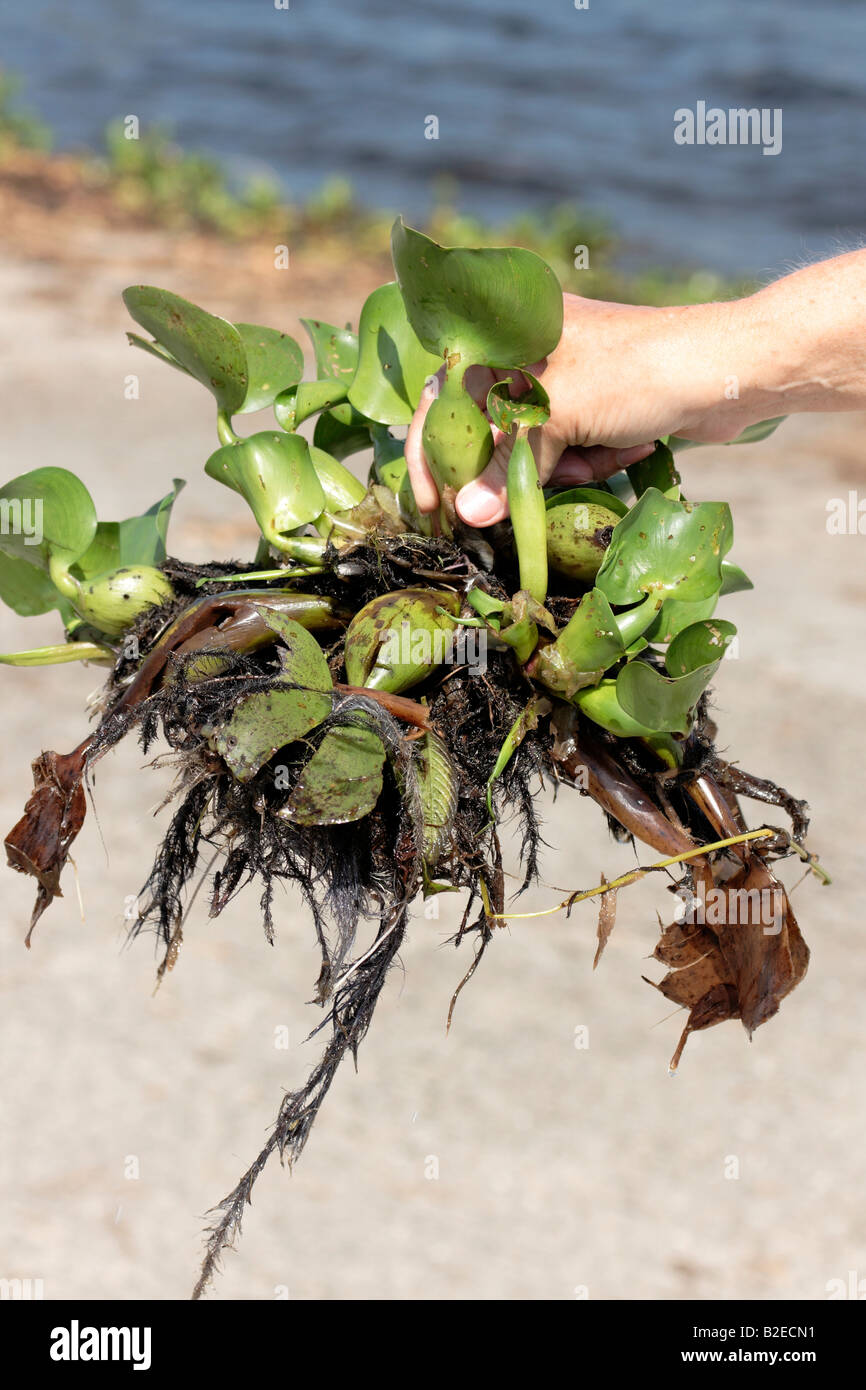 Invasive water hyacynth hi-res stock photography and images - Alamy