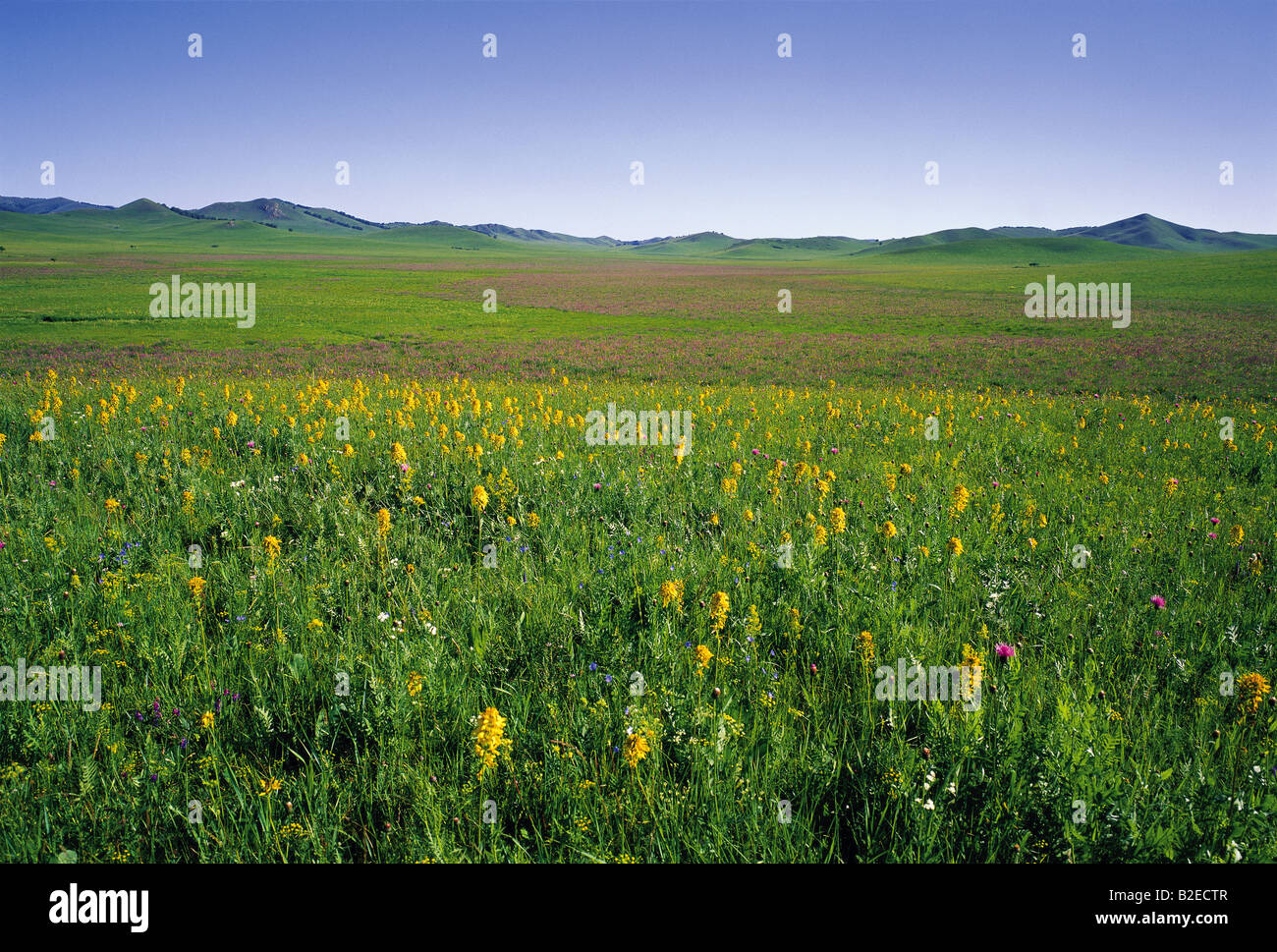 Neimenggu hi-res stock photography and images - Alamy