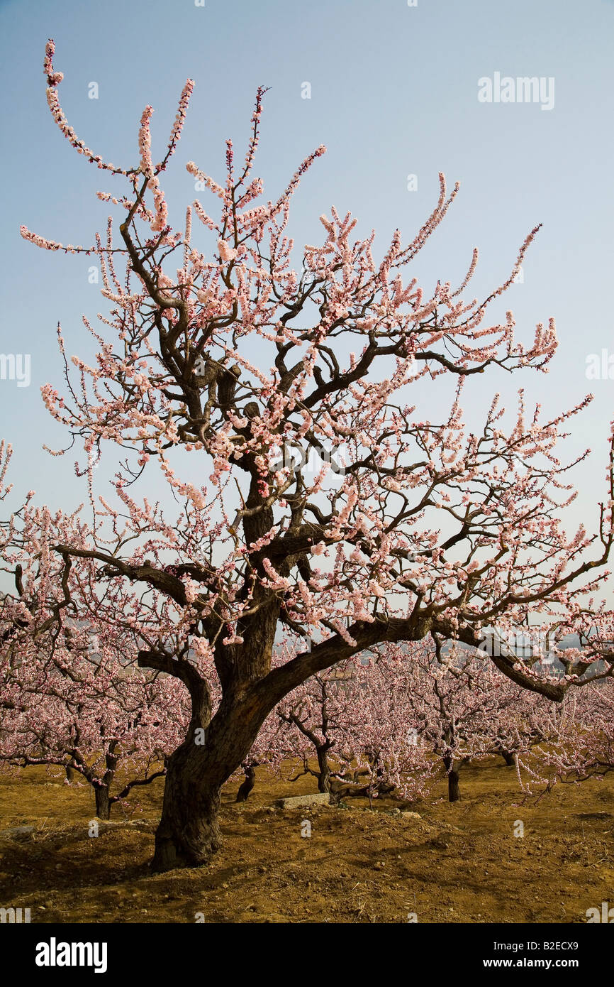 East asia beijing hi-res stock photography and images - Alamy