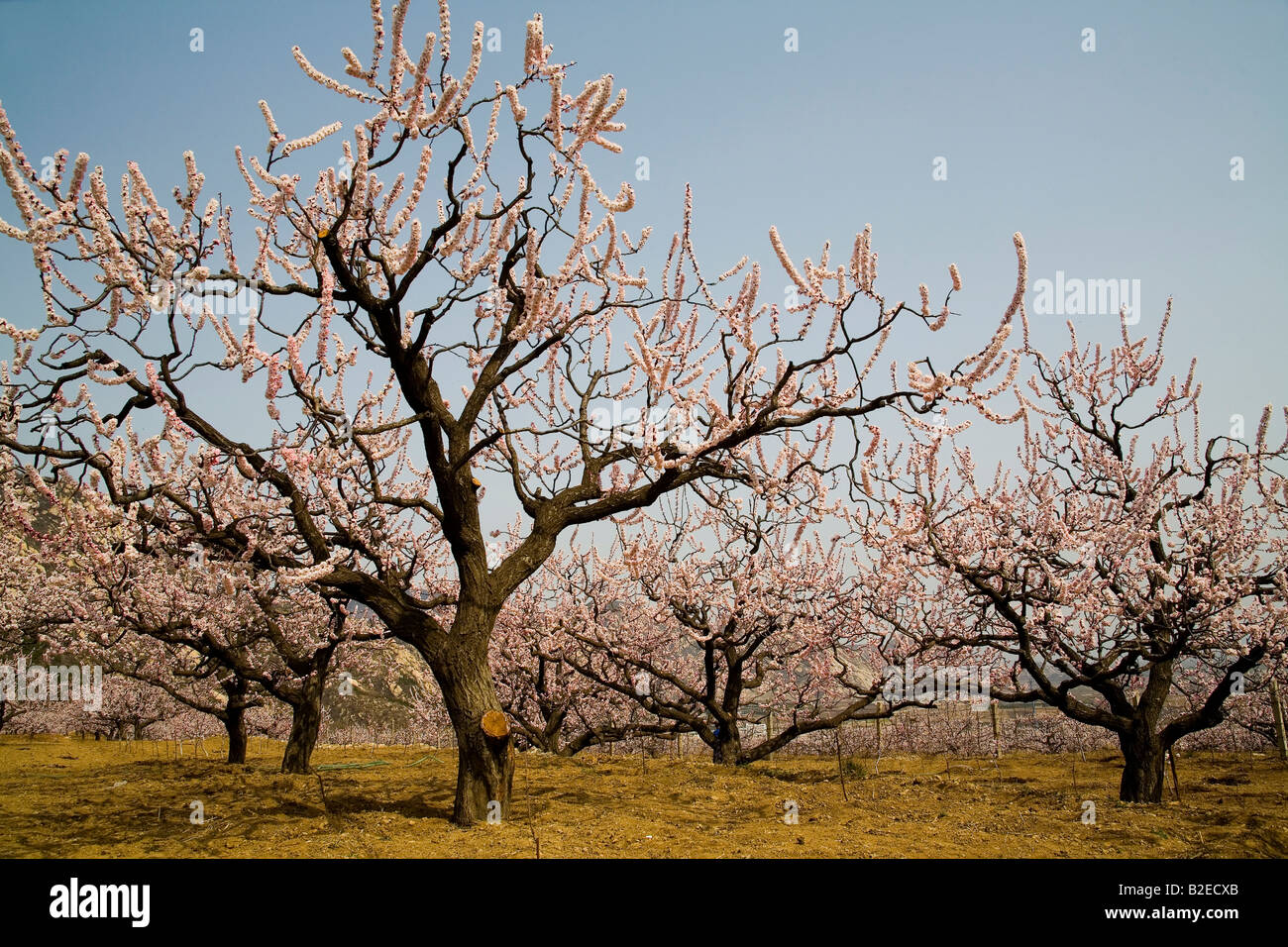 East asia beijing hi-res stock photography and images - Alamy