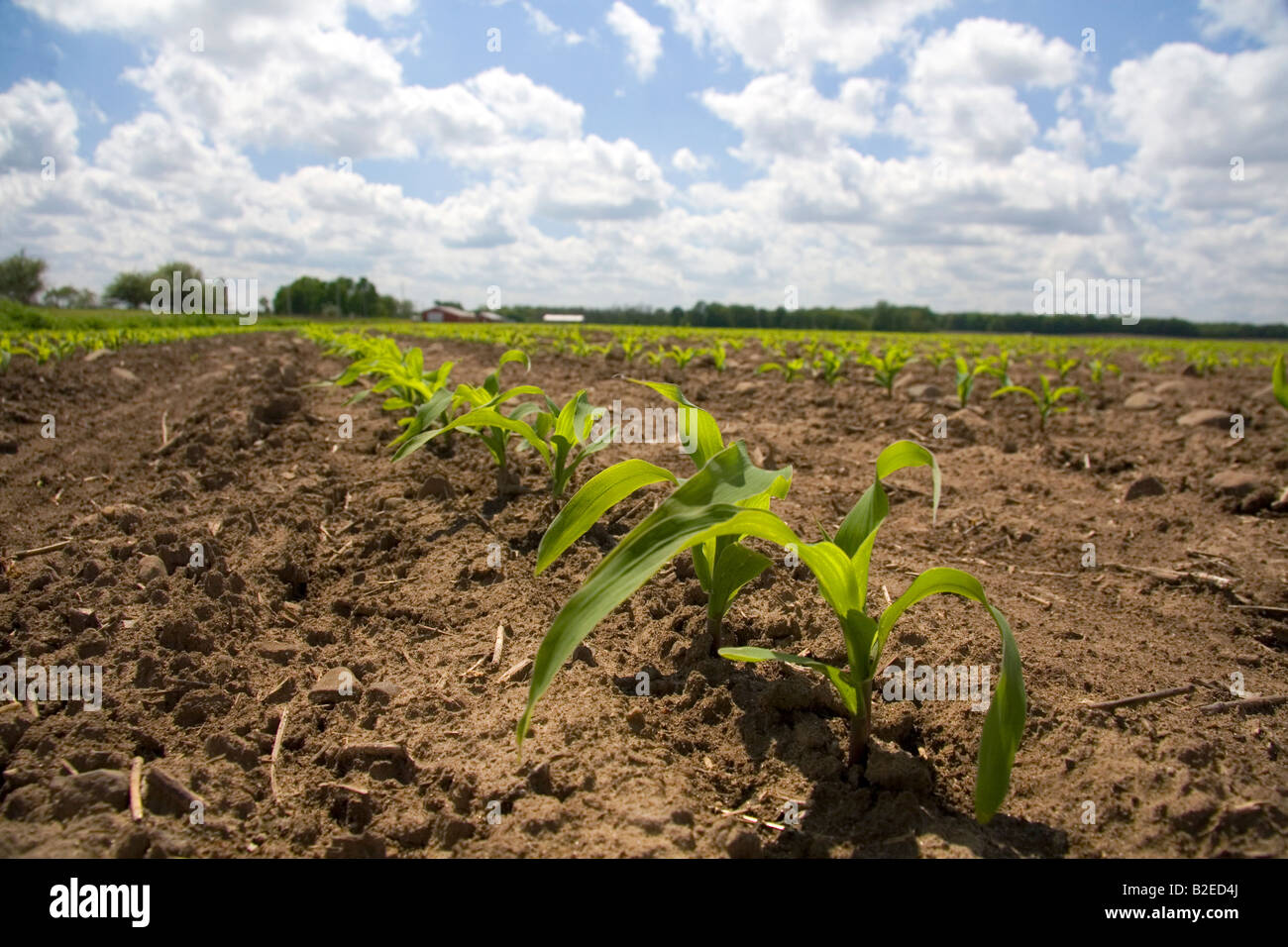 Seedling corn plants on a farm in Montcalm County Michigan Stock Photo ...