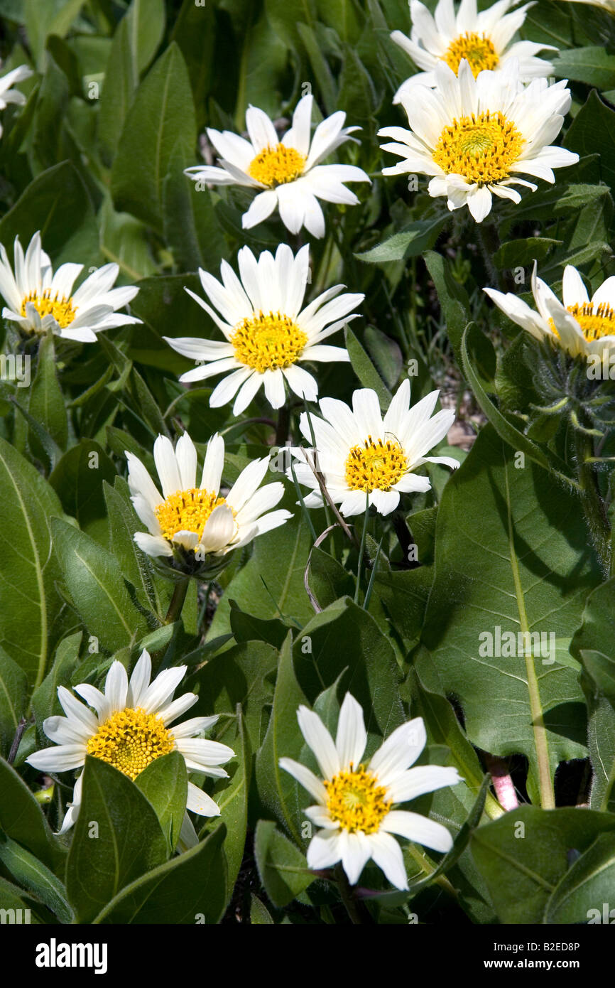 Mules ear flower hi-res stock photography and images - Alamy