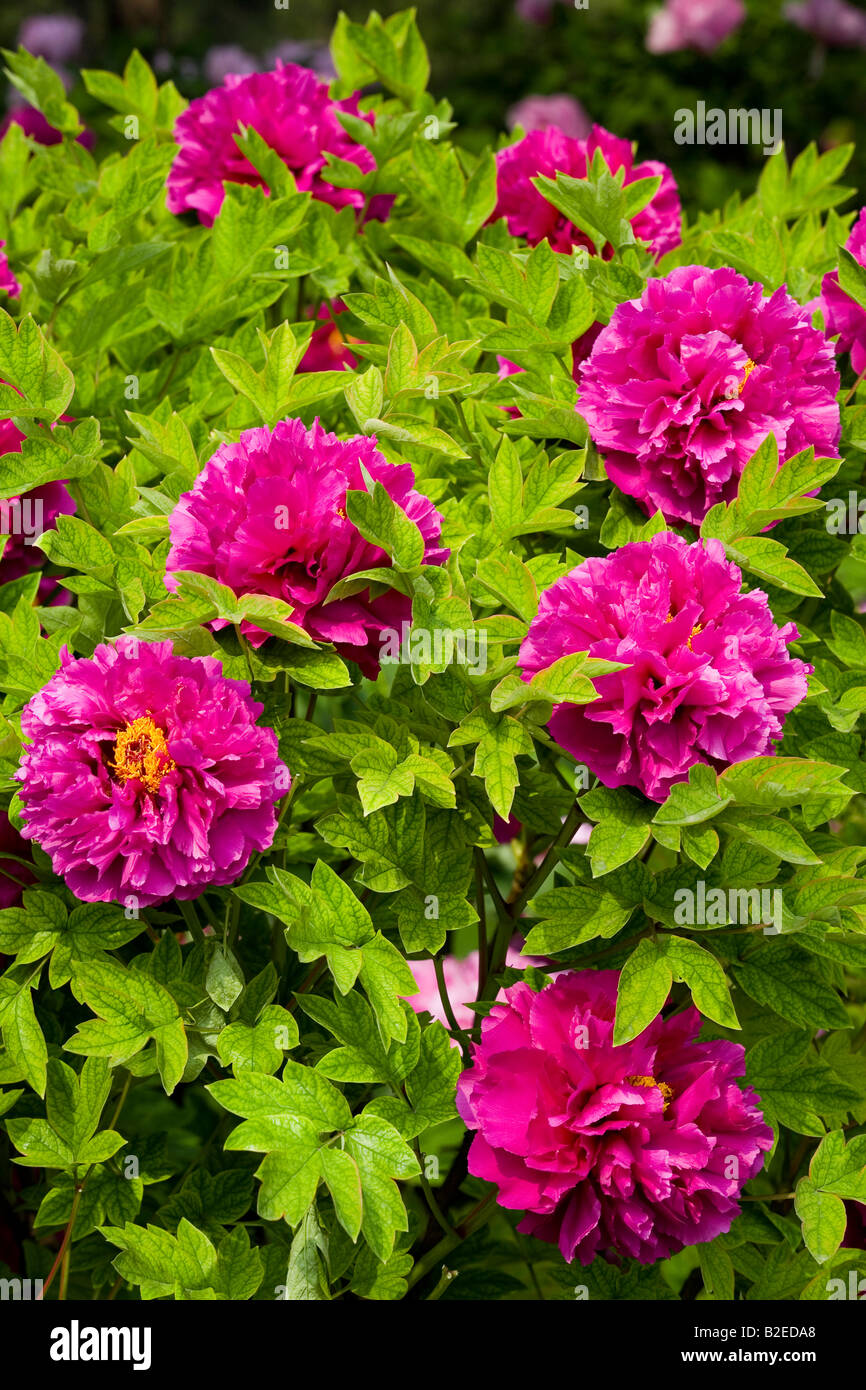 Beijing Botanical Garden Stock Photo - Alamy