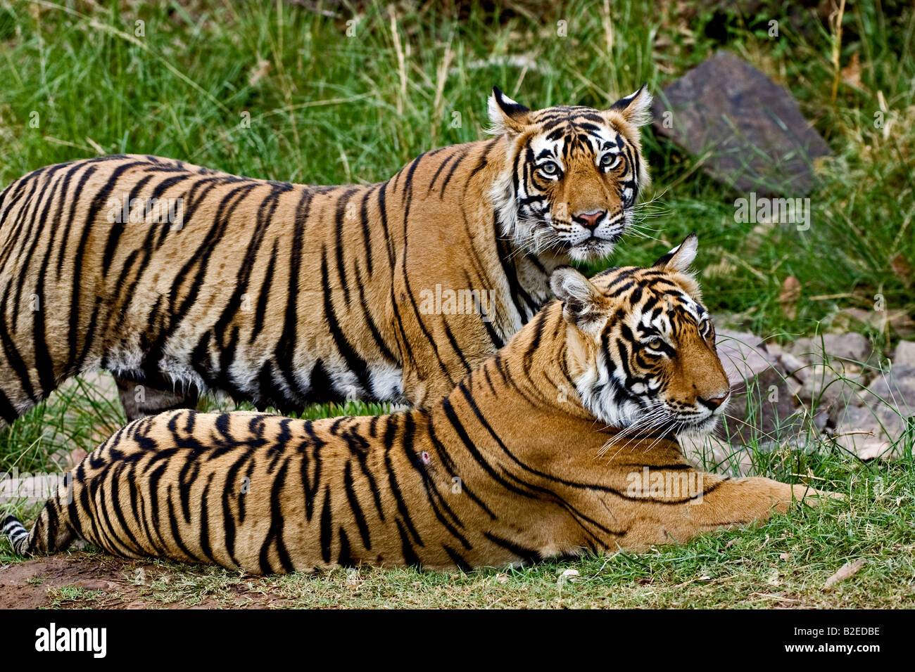 Two grown up tiger sisters sitting close by in Ranthambhore national ...