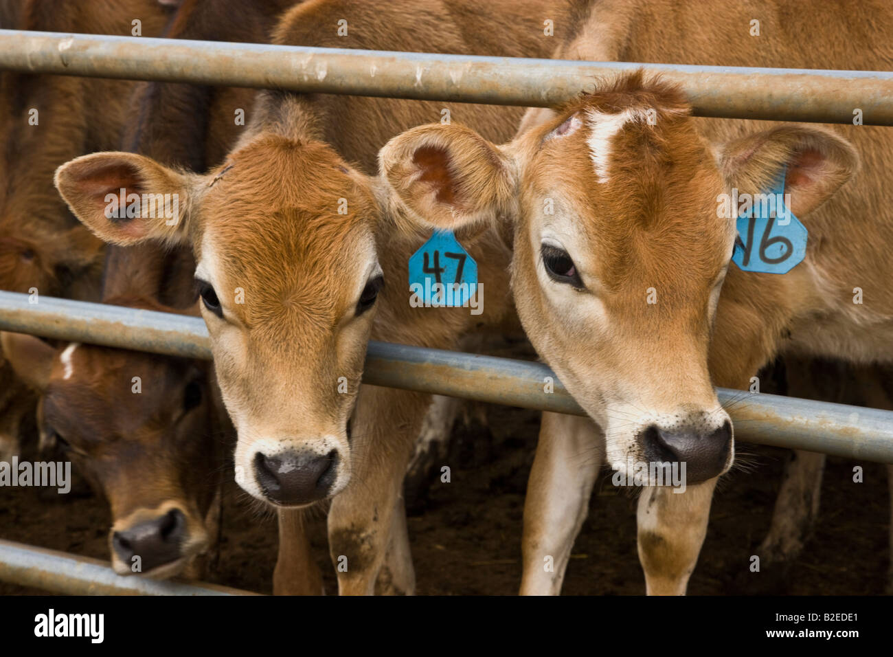 Young Jersey Calves, watchful Stock Photo - Alamy
