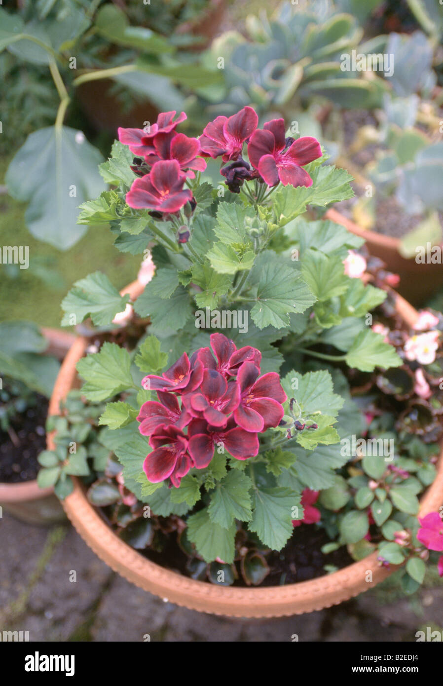 Pelargonium plants terracotta pot hi-res stock photography and images ...