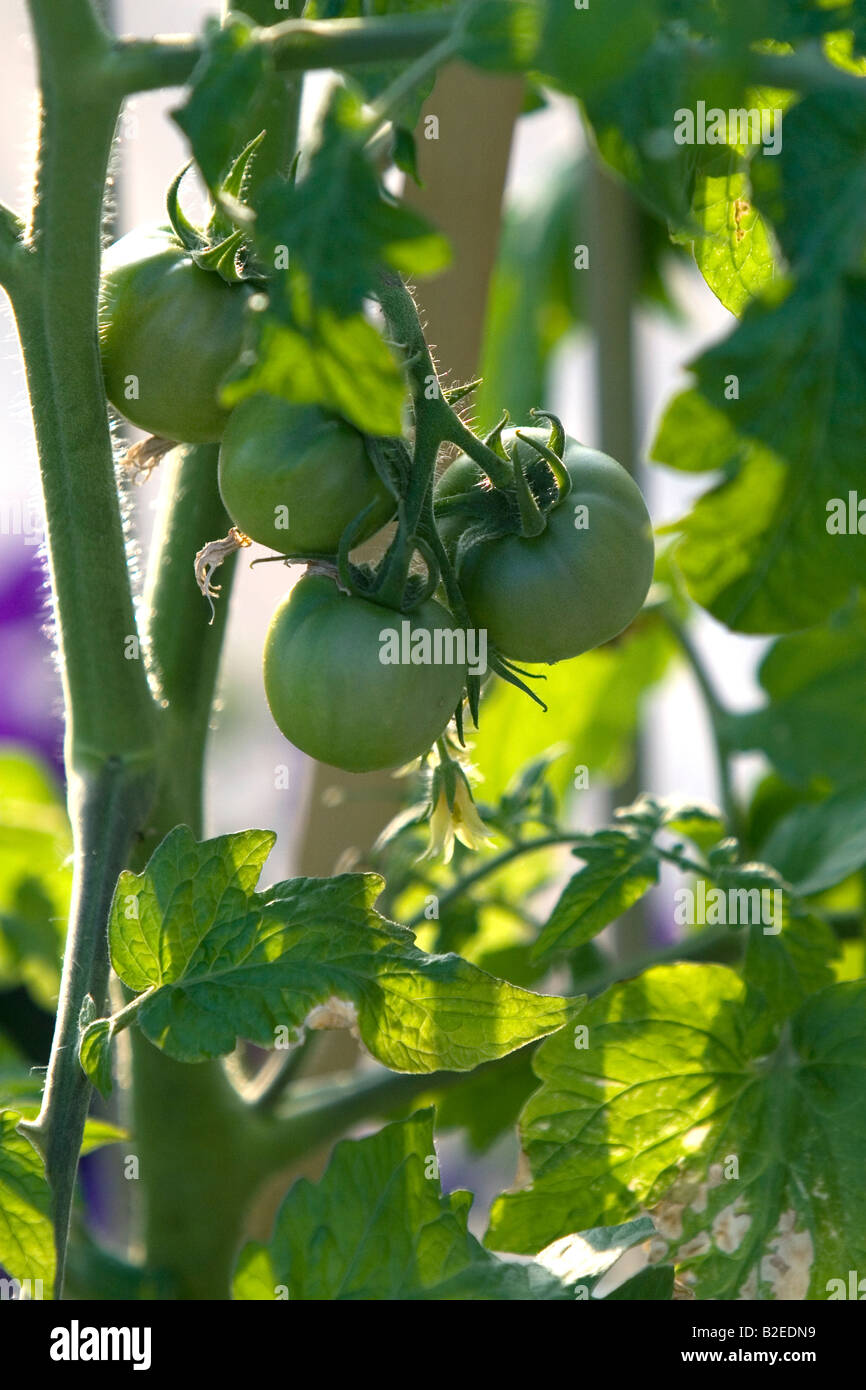 Green tomatoes growing on the vine Stock Photo - Alamy