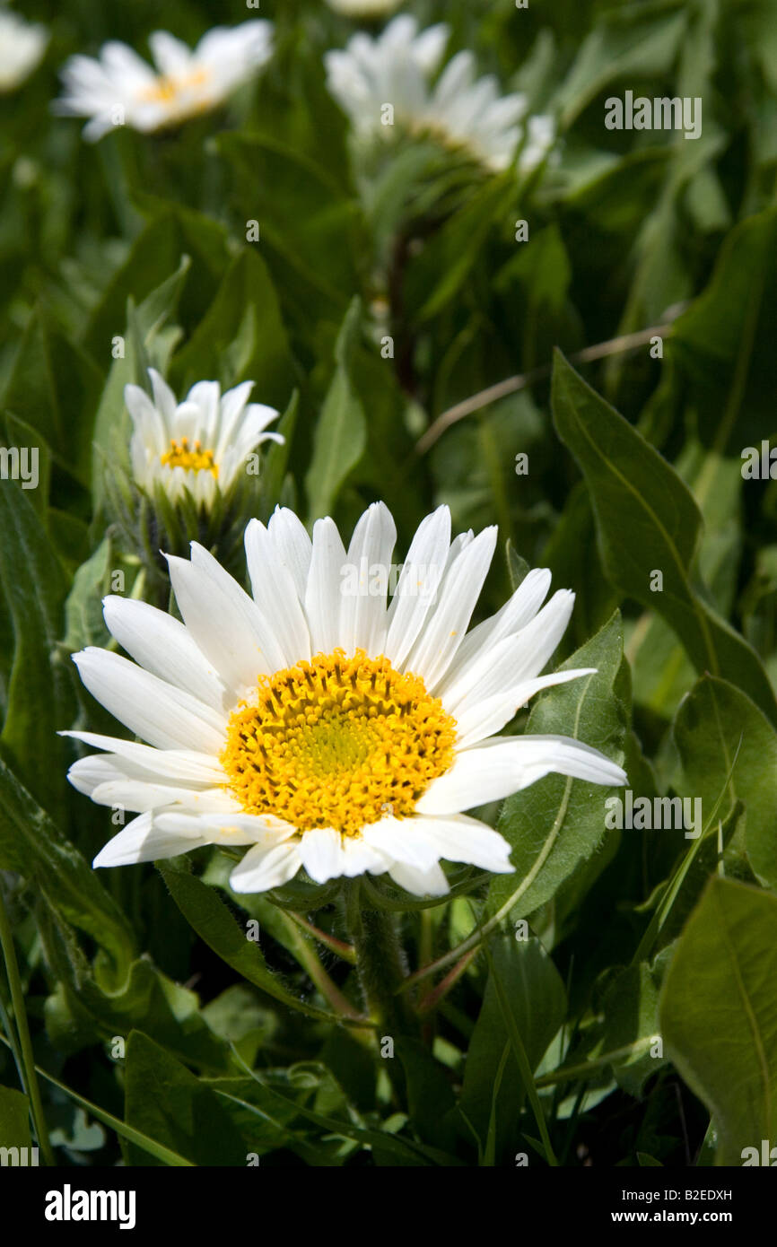 White Rayed Mules Ear wildflower growing in the Sawtooth Valley near ...
