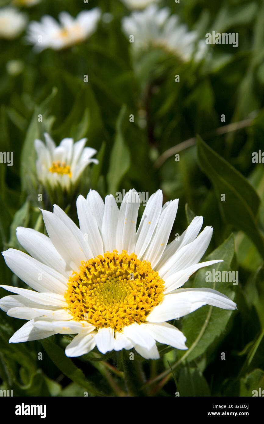 White Rayed Mules Ear wildflower growing in the Sawtooth Valley near ...