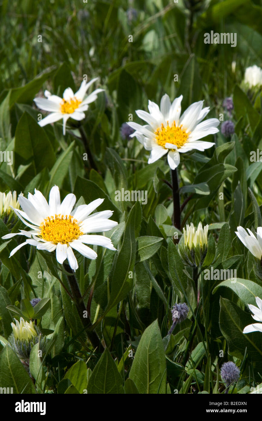 White Rayed Mules Ear wildflower growing in the Sawtooth Valley near ...