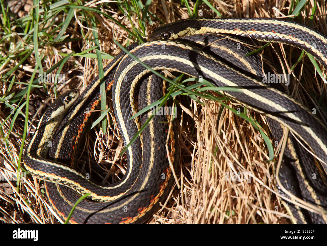 Red sided garter snake canada mating hi-res stock photography and ...