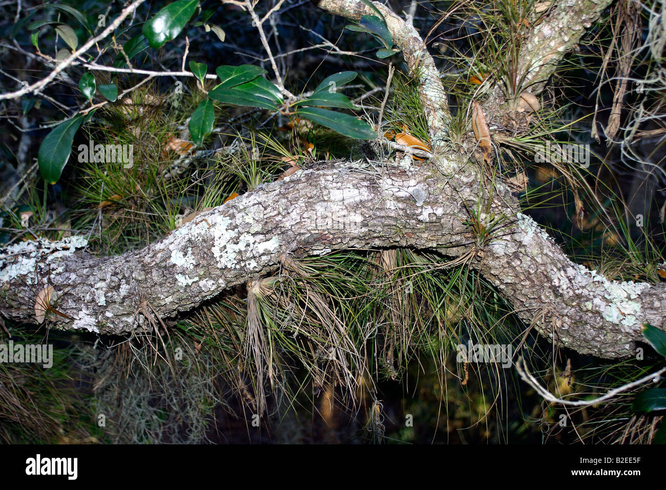 Live oak tree hi-res stock photography and images - Alamy