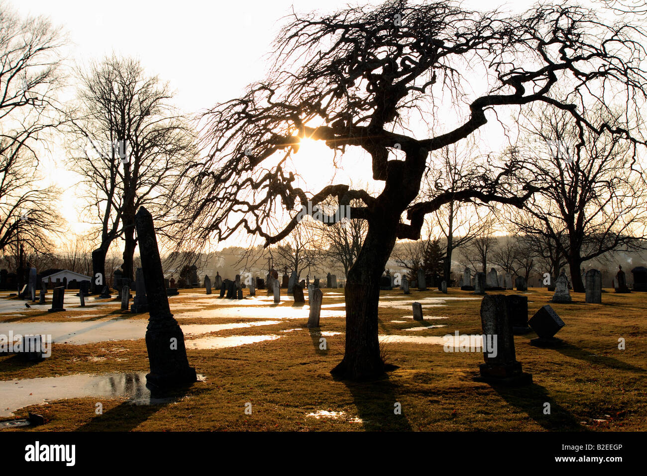 eerie creepy cemetery and rare apple tree in Lunenburg Nova Scotia ...
