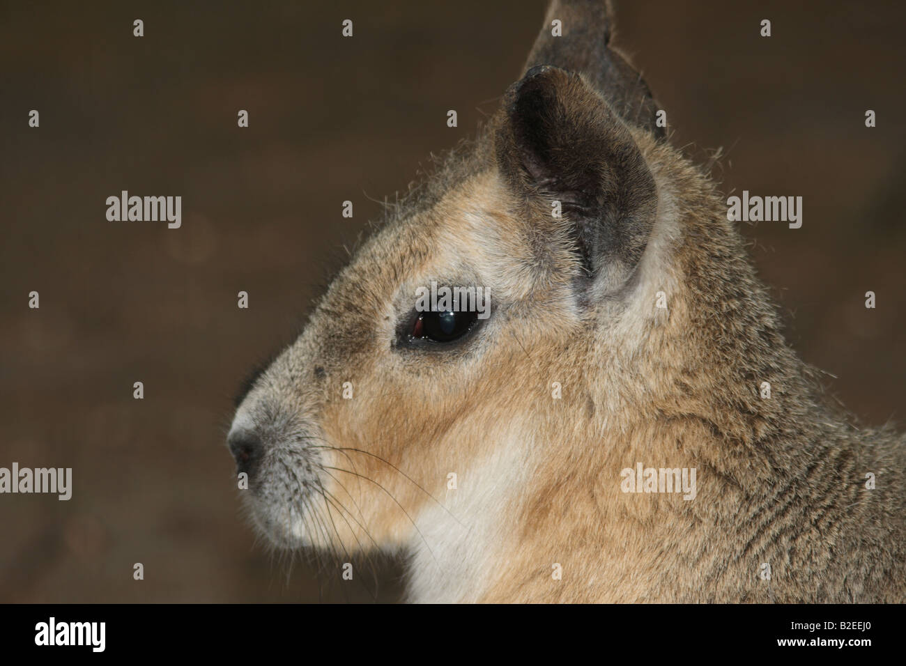 Patagonia mara hi-res stock photography and images - Alamy