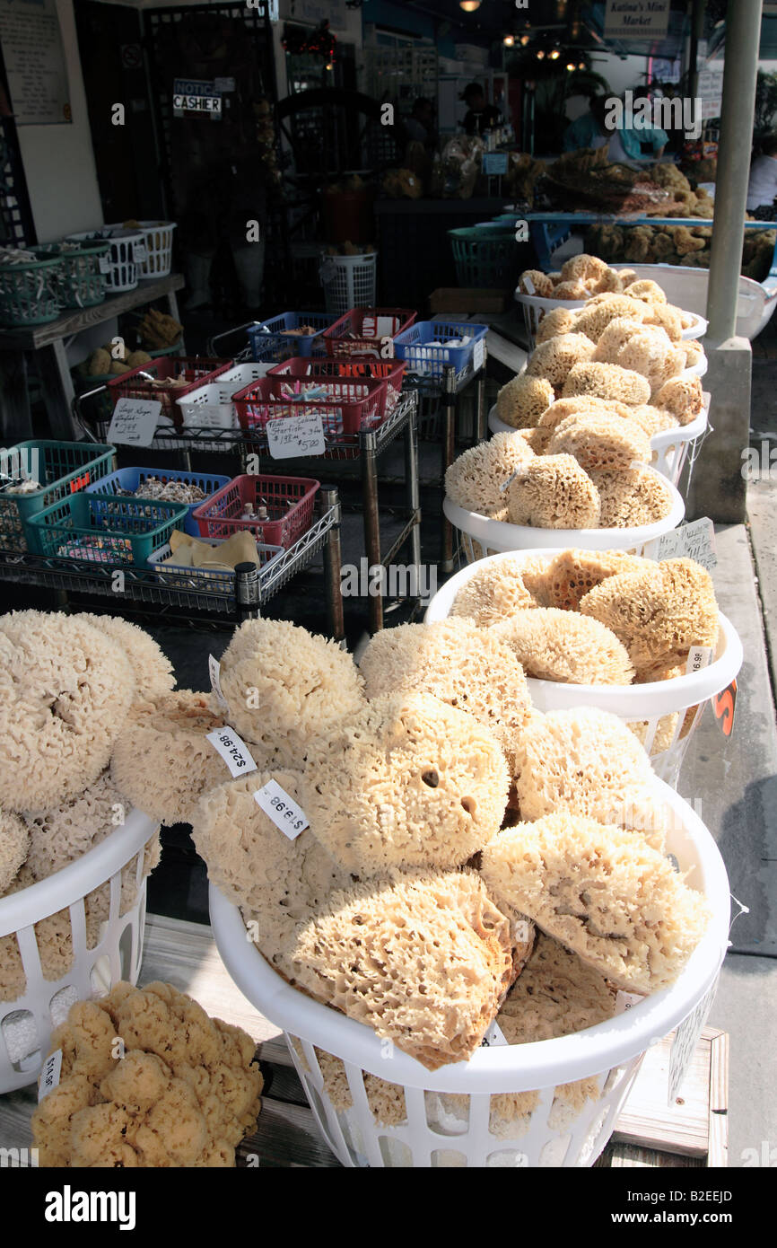 Live sea sponge hi-res stock photography and images - Alamy