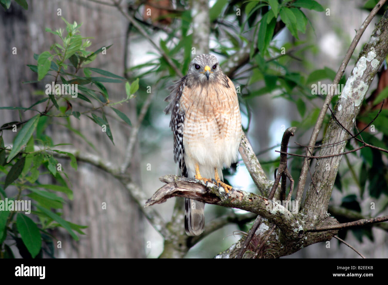Red shouldered hawk bird perching hi-res stock photography and images ...