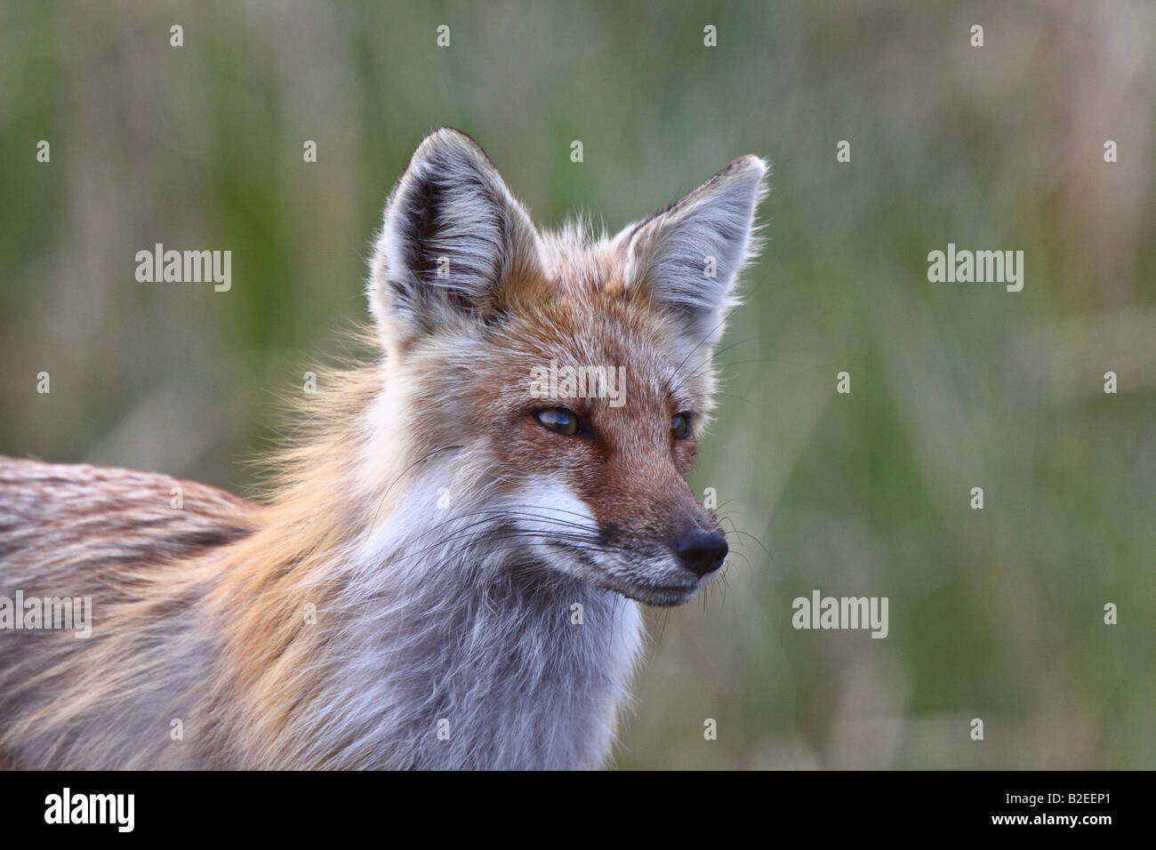 Red Fox adult on Hecla Island in Manitoba Stock Photo - Alamy