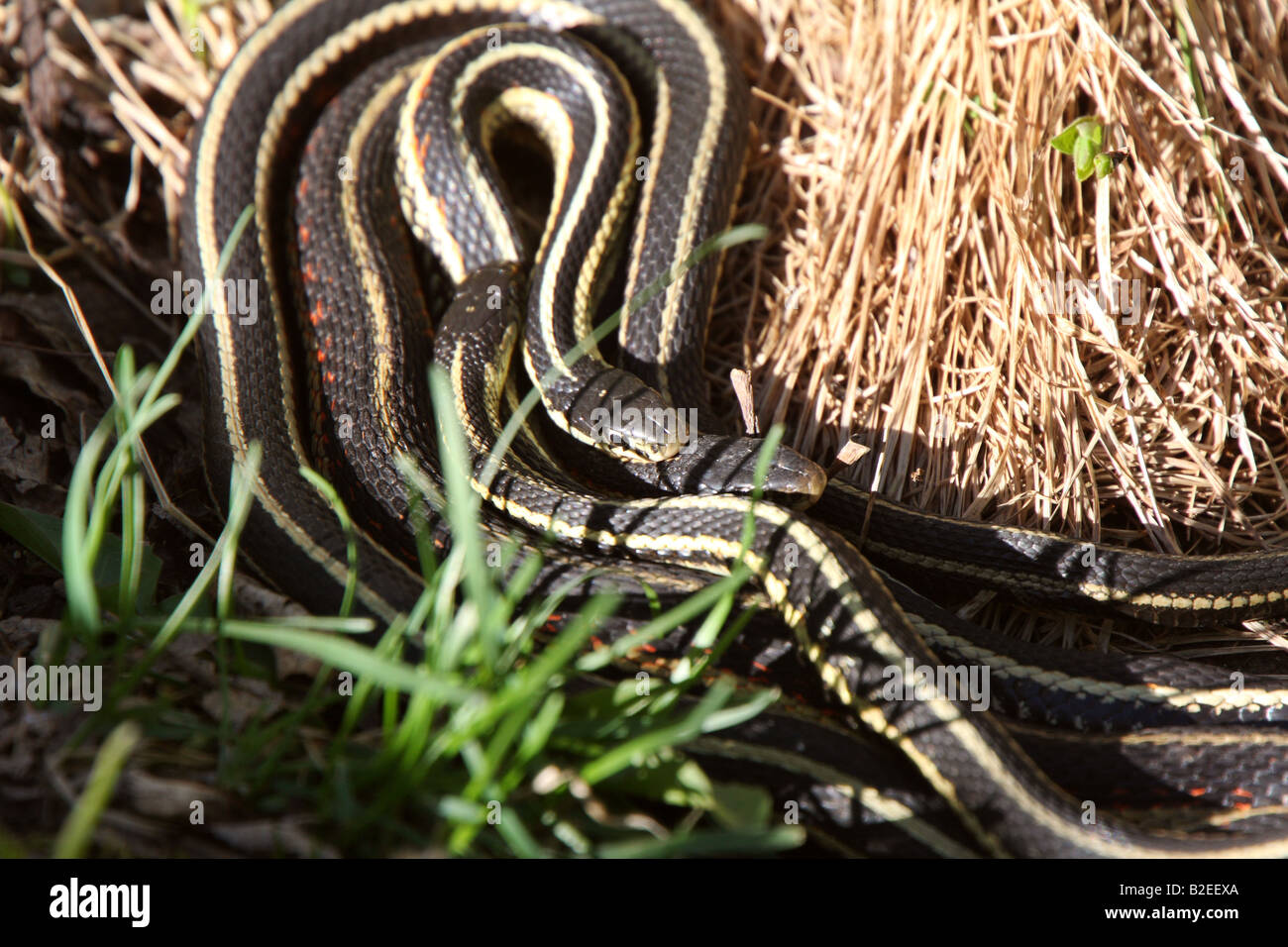 Red sided garter snake canada mating hi-res stock photography and ...