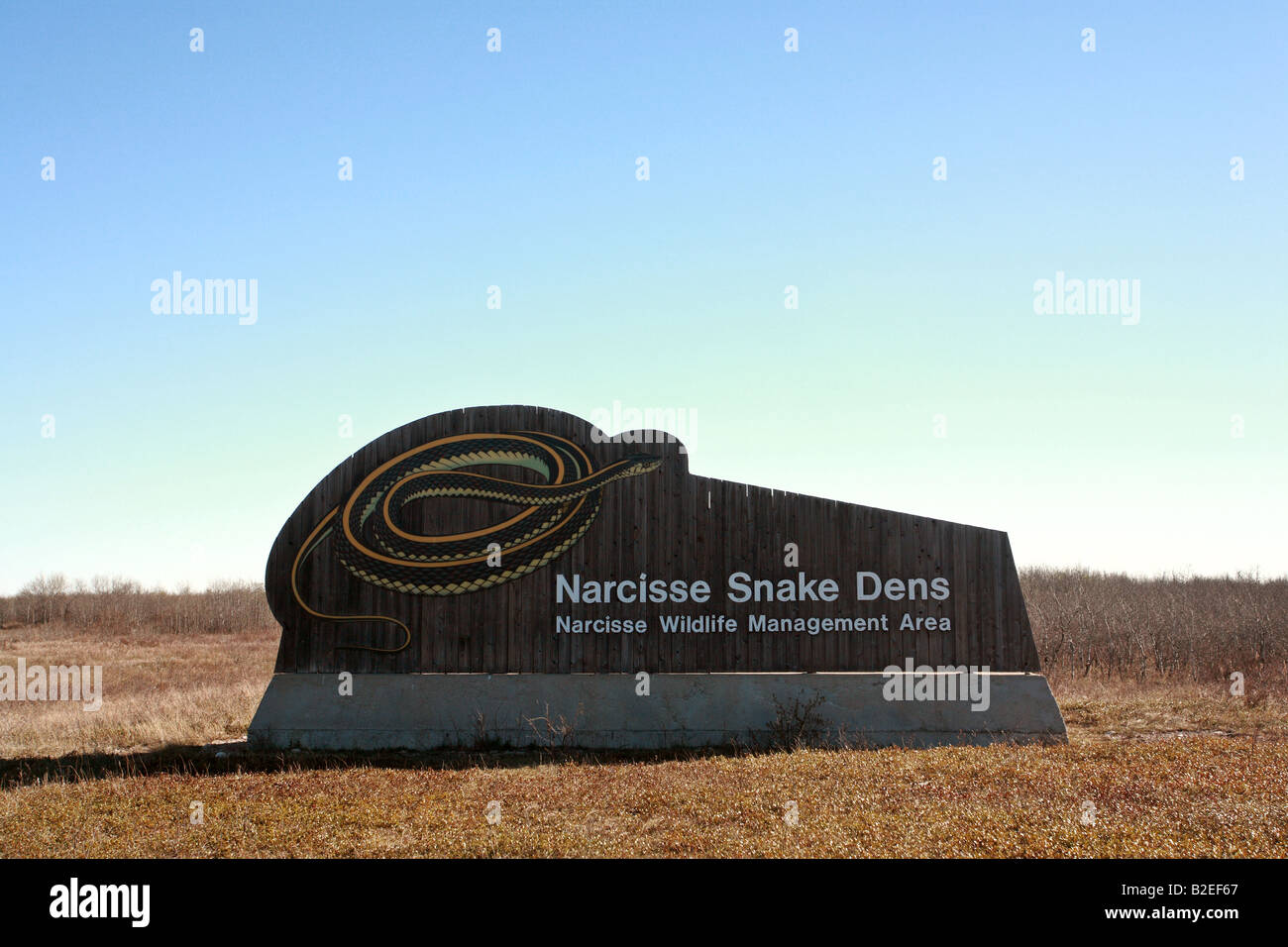 Garter snakes hi-res stock photography and images - Alamy