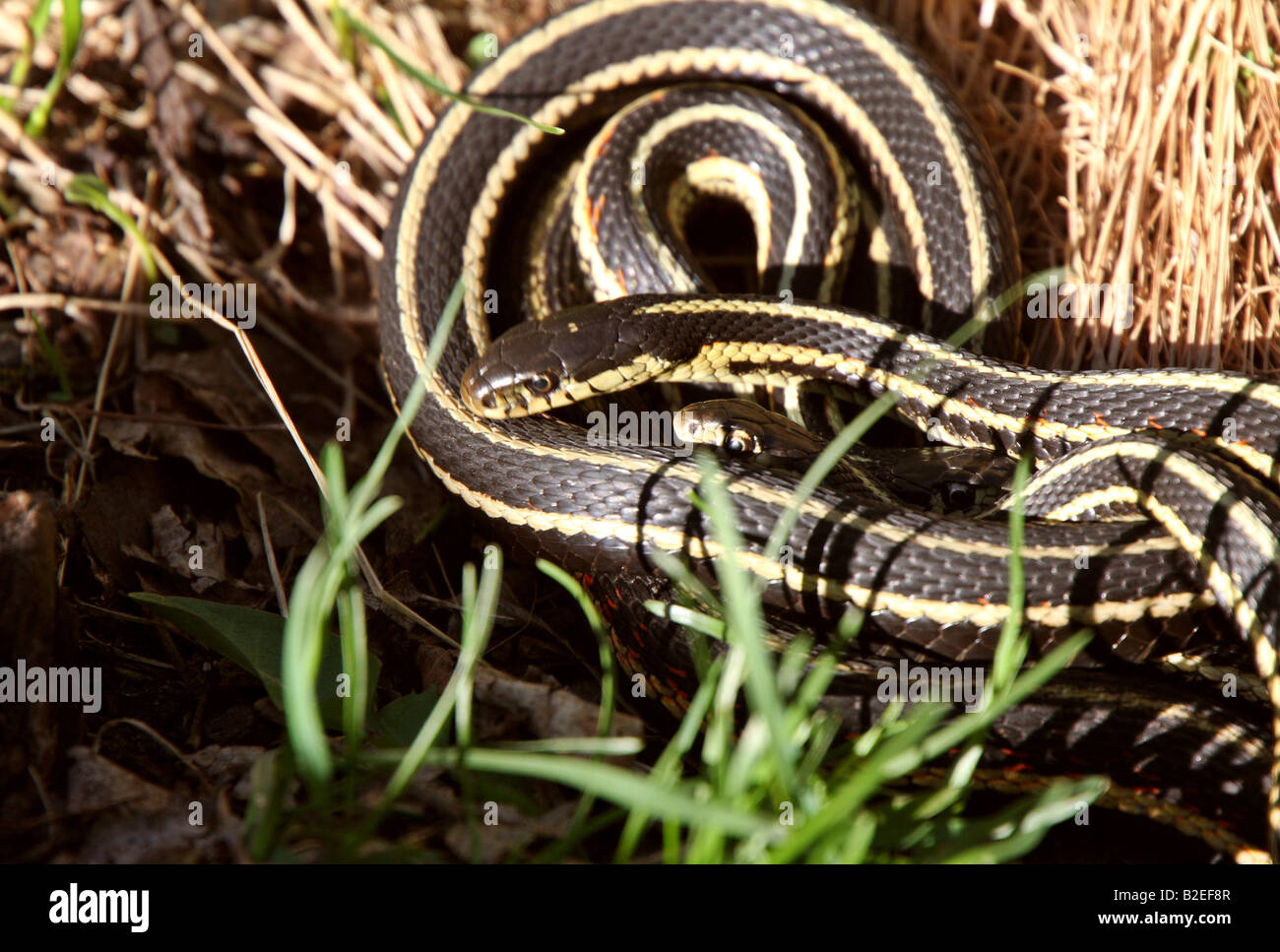 Mating snakes hi-res stock photography and images - Alamy