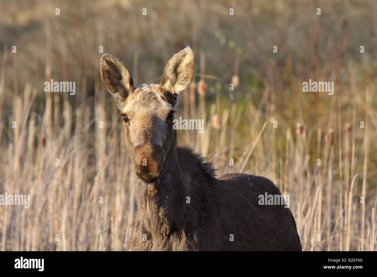 Young female moose on Hecla Island in Manitoba Stock Photo - Alamy