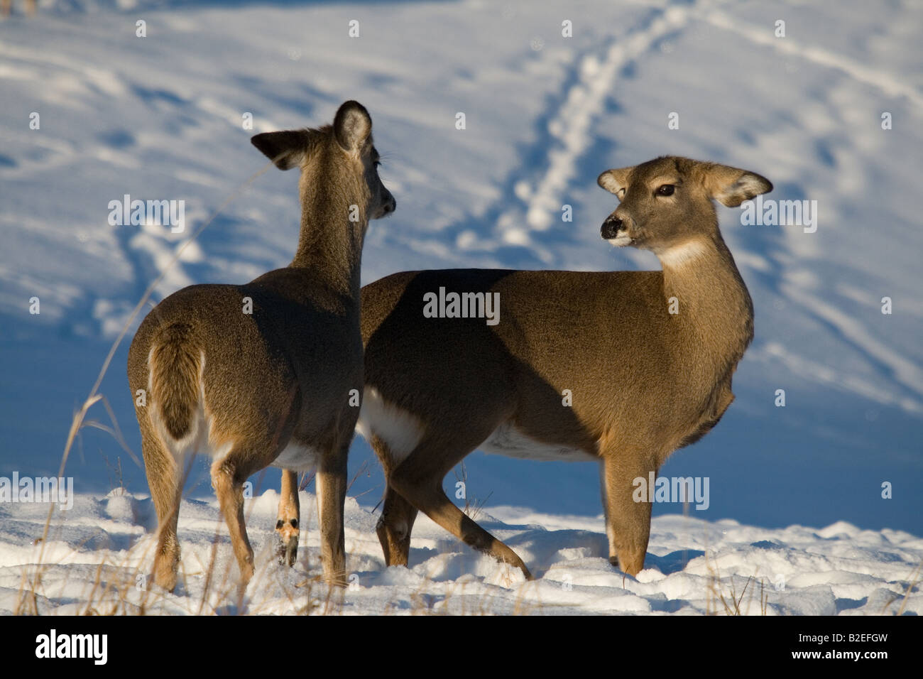 Whitetail Ears Back High Resolution Stock Photography and Images - Alamy